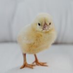 ROSS 308 VACCINATED BROILER CHICKS – The Feed Shop
